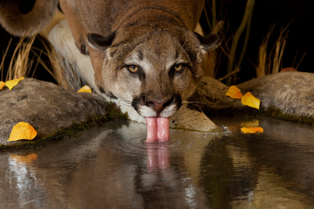 Cats – Wildlife Revolutions