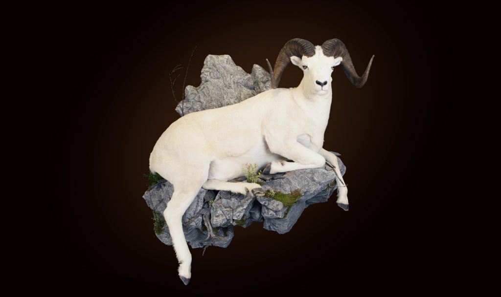 Sheep – Wildlife Revolutions